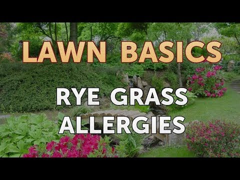 Rye Grass Allergies - YouTube