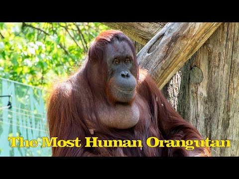 “The Most Human Orangutan in Vienna”#orangutans #viennazoo #animalfriendship#orangutanstories