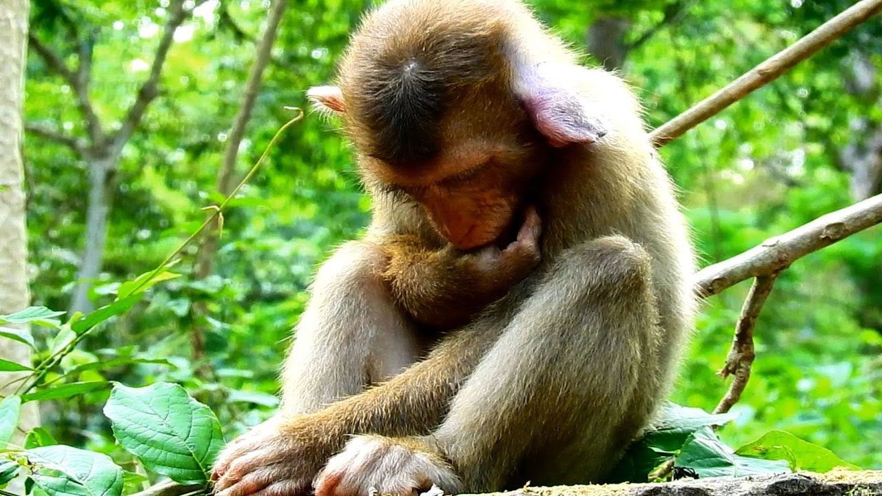 Poor baby monkeys tow brother very hungry food he need food more now he ...