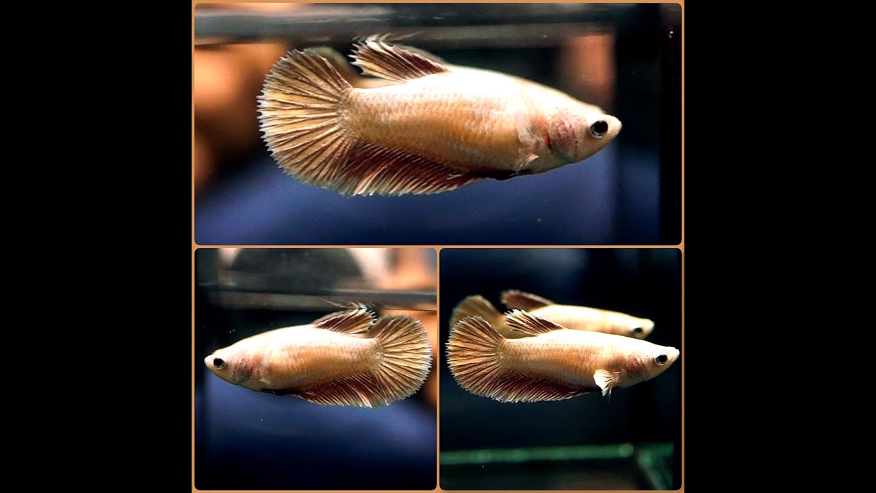 Live Betta Fish RED COPPER DRAGON Halfmoon HM Female A739 - YouTube