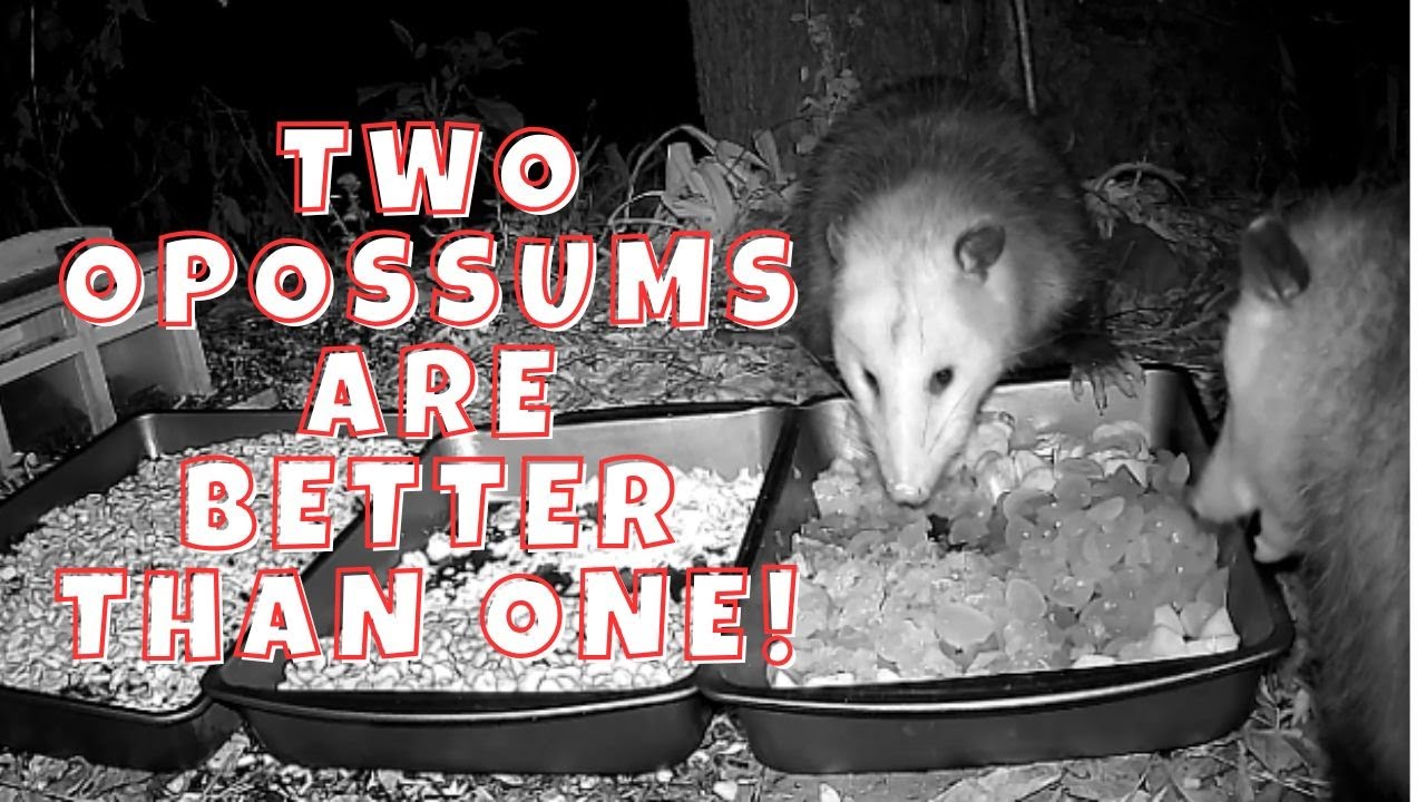 Two opossums eating together & flying squirrel leaping as seen through ...