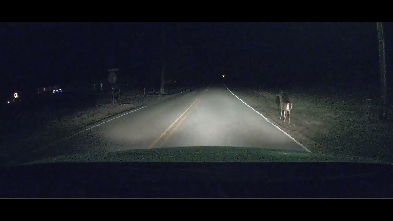 Deer on right -- fox on turn left 12/16/2023 - YouTube