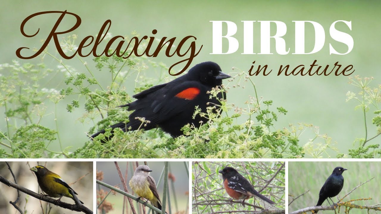 Relaxing Birds in Nature ☼ Videos to Help You Relax ☼ Calm Music ...