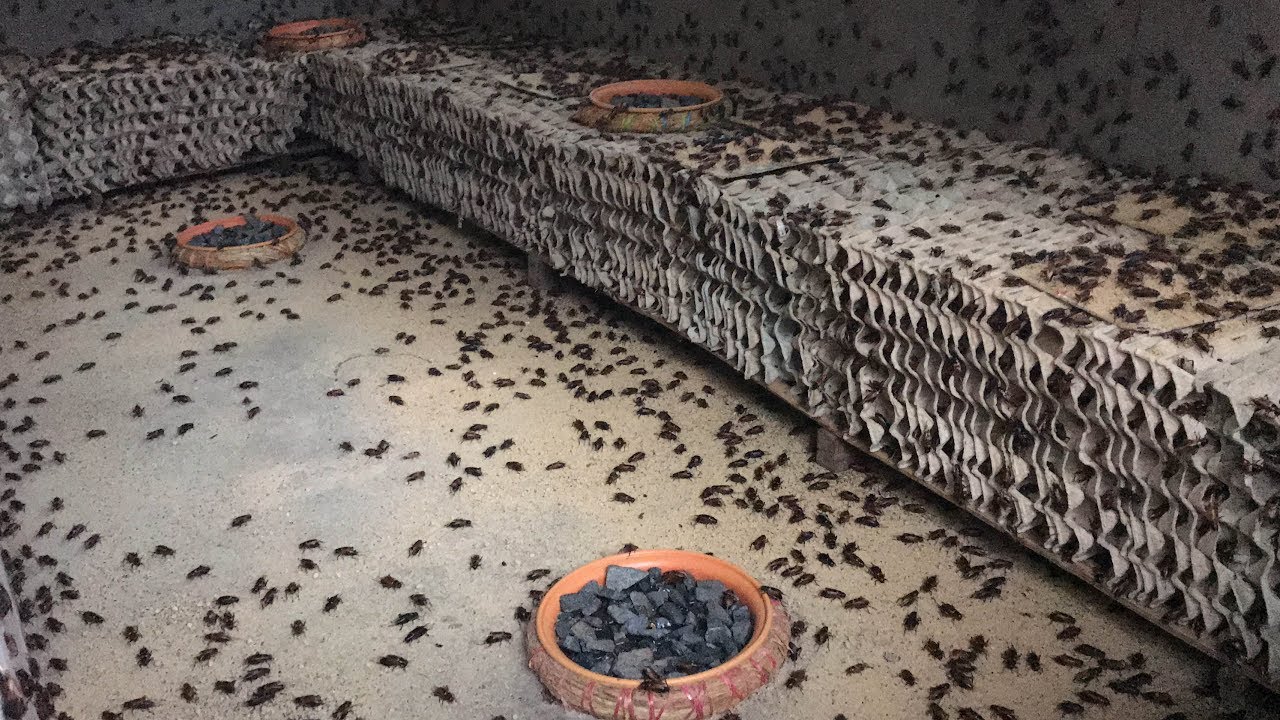 Amazing How to grow Crickets in Cambodia - YouTube