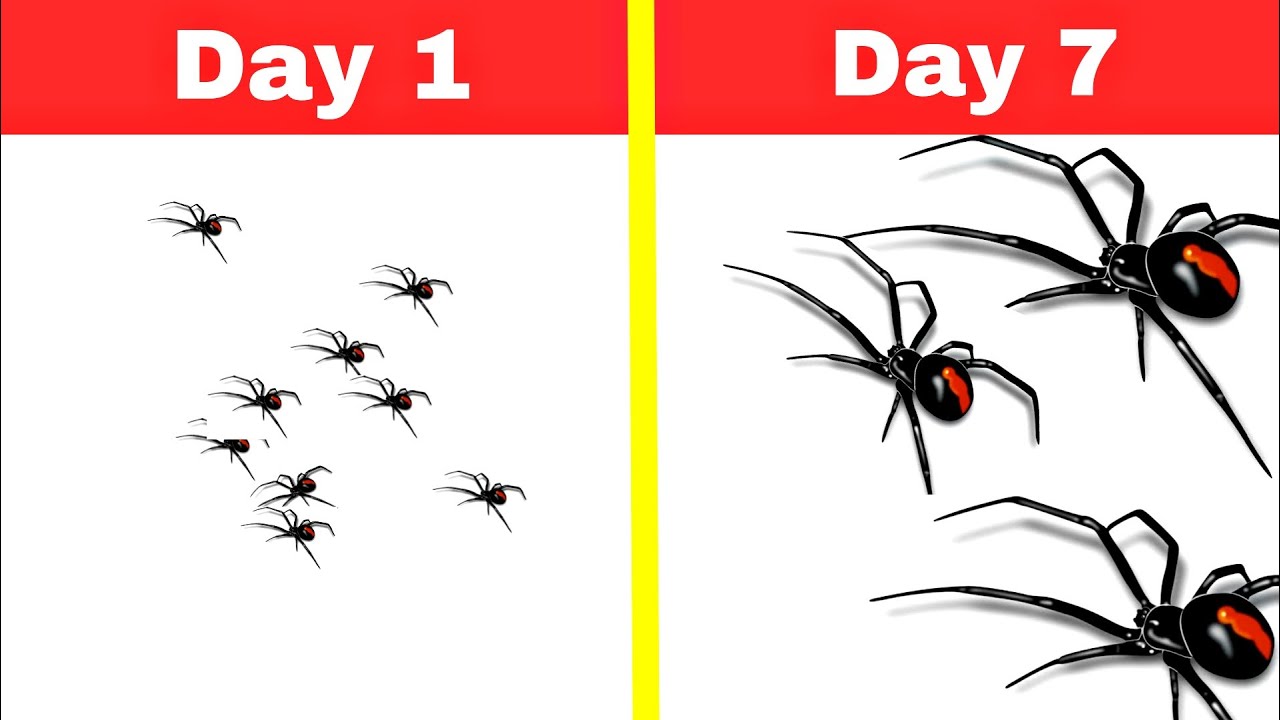 Step by step growth of a spider | eight legs | spider net - YouTube