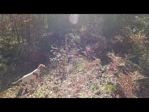 YELVE AVI, KINALILARIN KANAT SESLERİ, NET FERMA, NET VURUŞ