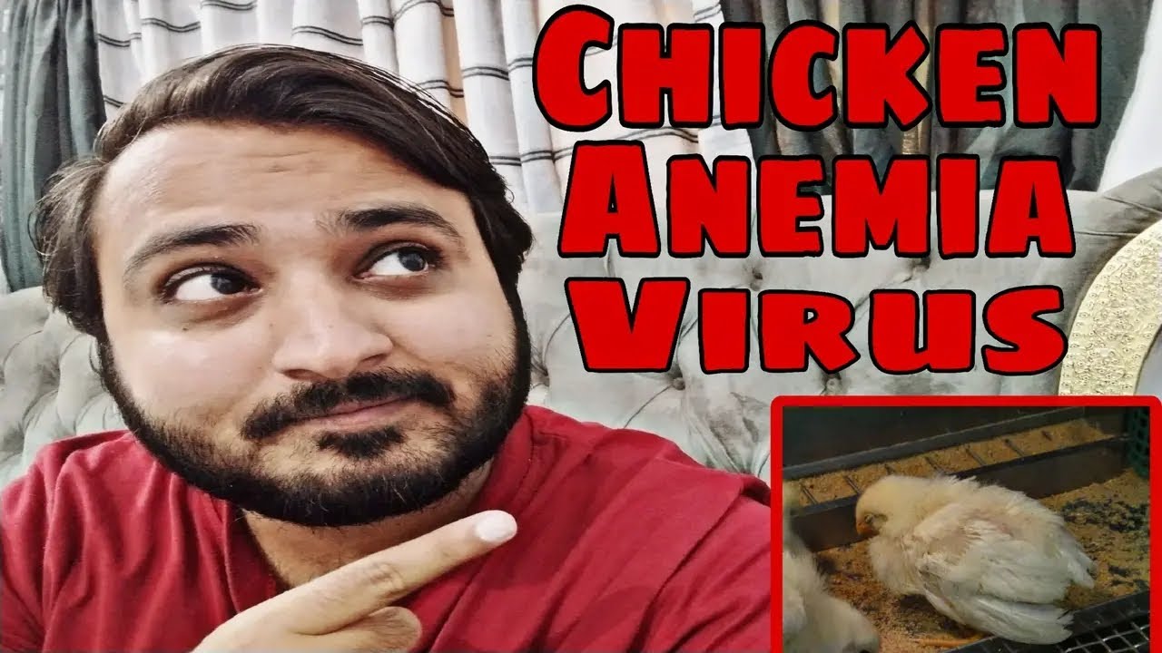 Chicken Anemia Virus CAV || Signs and Treatment of Chicken Anemia Virus ...