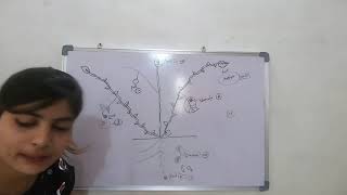 Essential Elements For Plant Nutrition Trick
