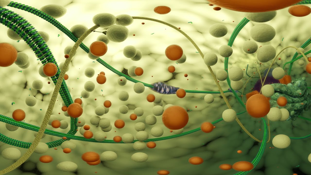 Fungal Cell Under Microscope