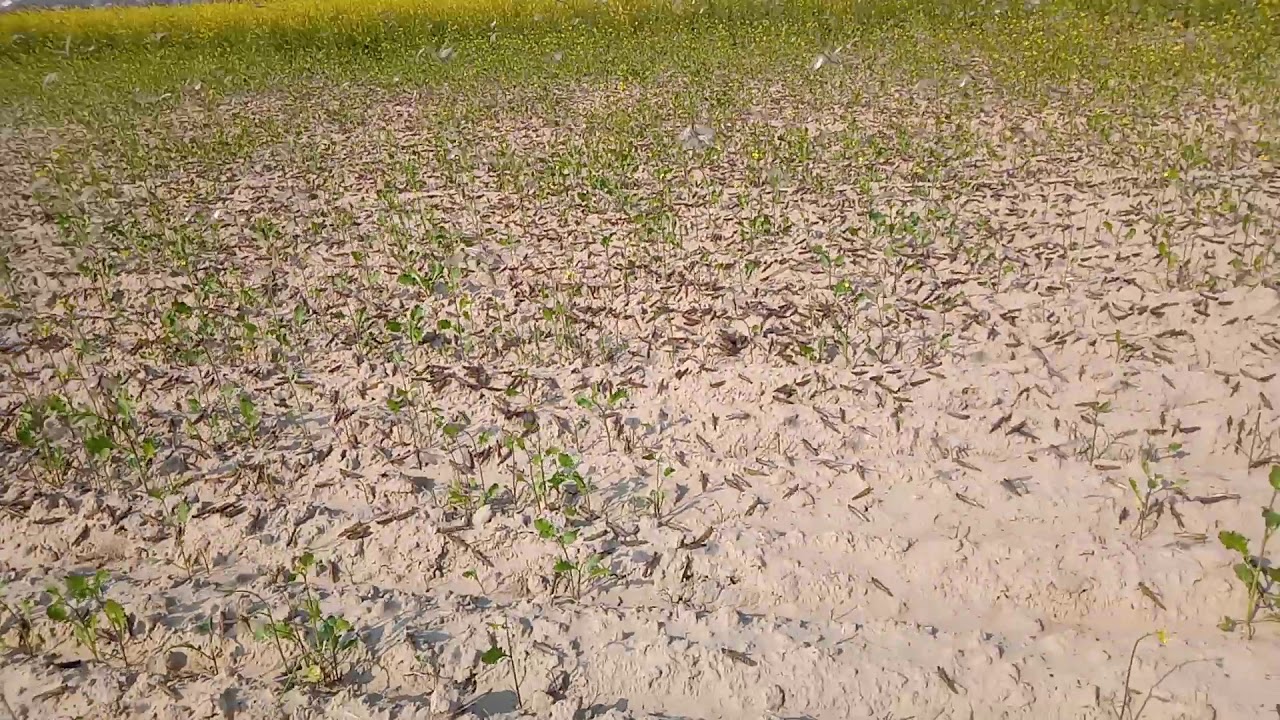 Tiddi Dal Attack | Tiddi Dal | Pakistan Locust Attack - YouTube