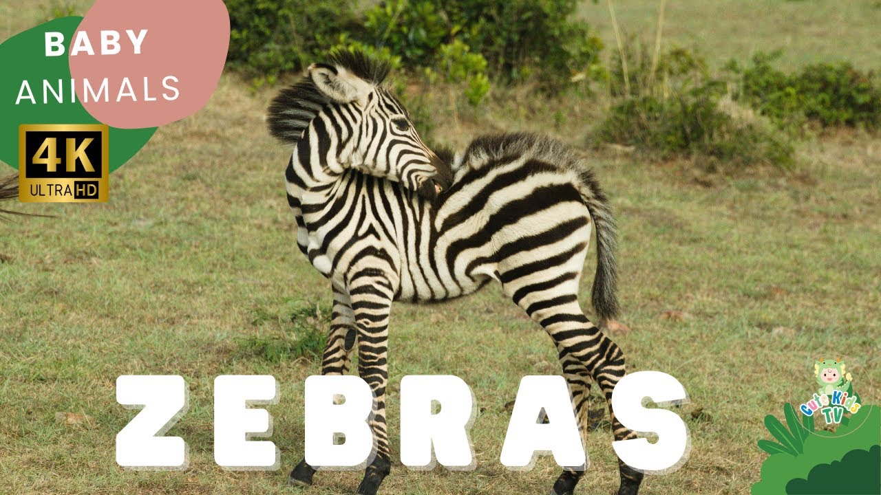Zebras for Kids: Learn all About Zebras | Zebras | CutekidsTv - YouTube
