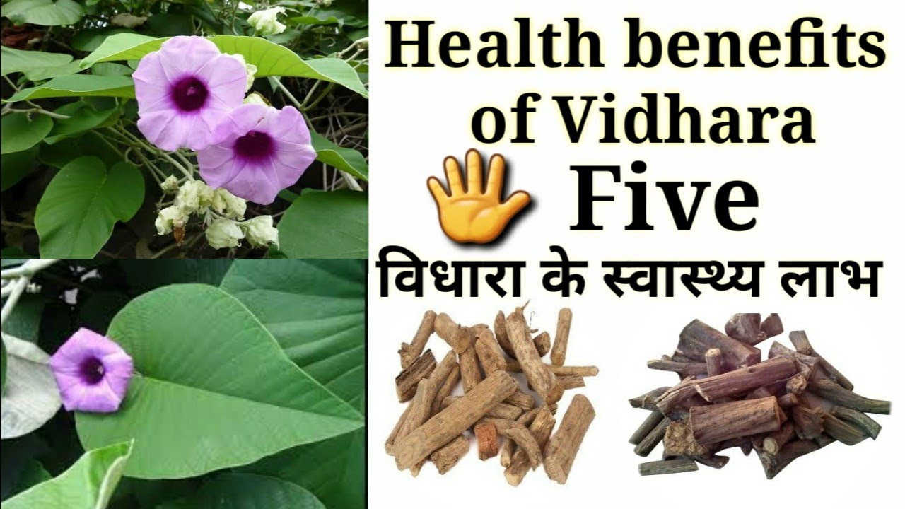 #विधारा के स्वास्थ्य लाभ #Health benefits of Vidhara Health benefits of ...