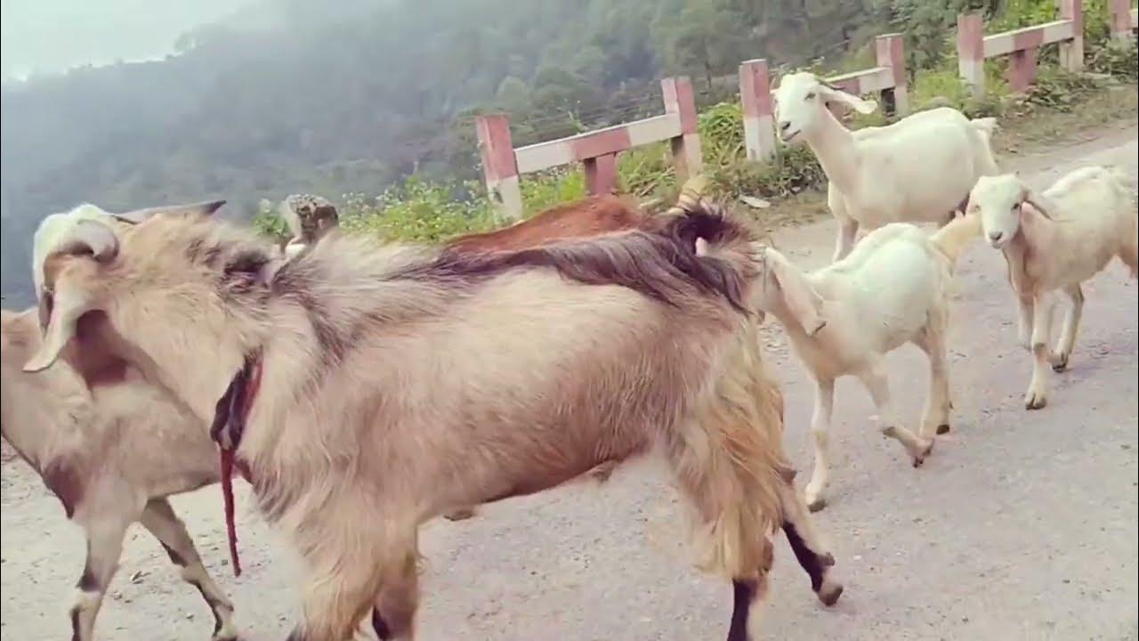 Haidakhan baba temple | amazing view | Gaula river| Uttarakhand - YouTube