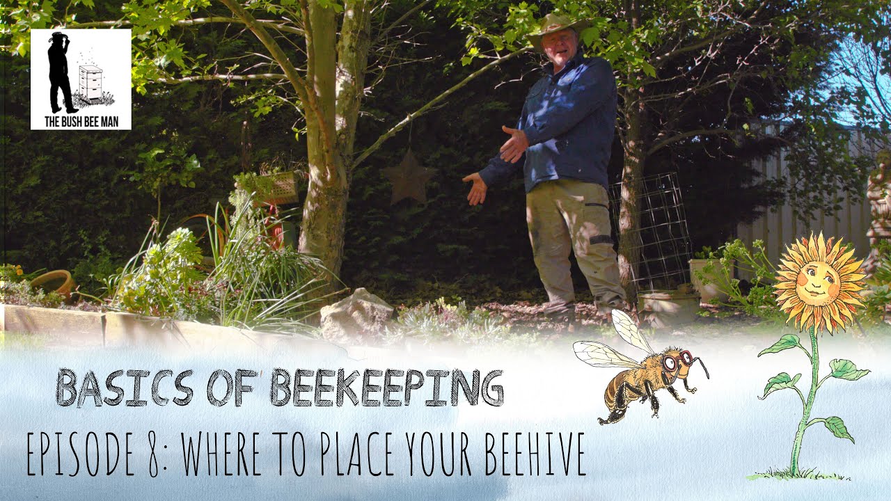 Choosing a Proper Beehive Location: Hive Placement & Setup | The Bush ...