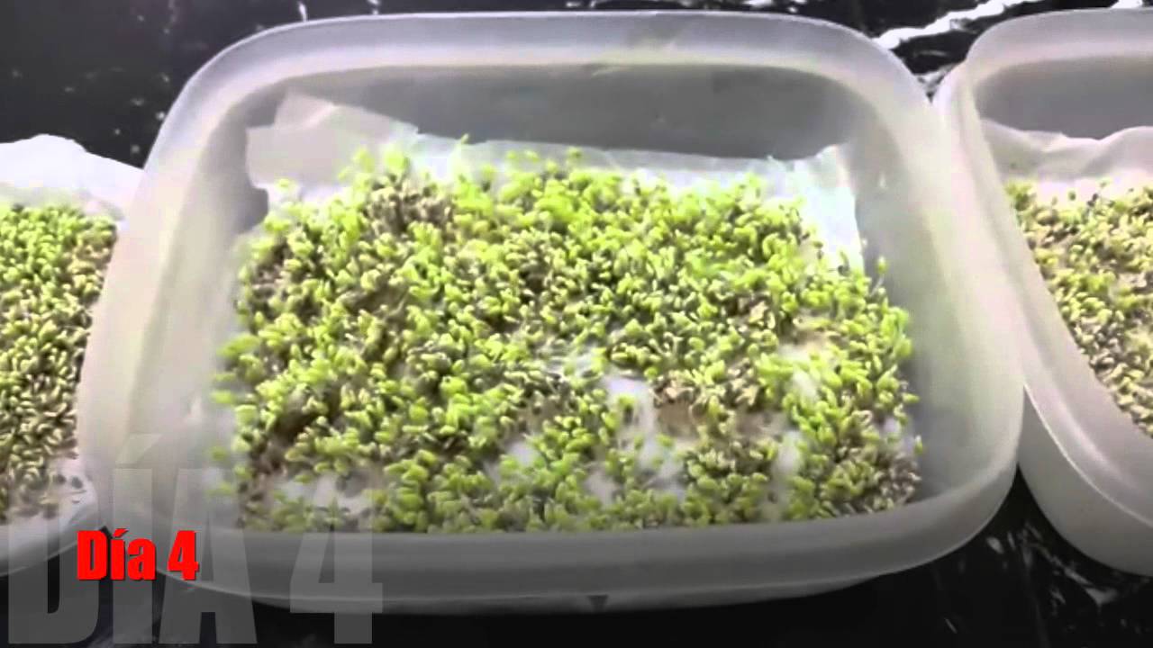 Proyecto de Germinado Chia - YouTube