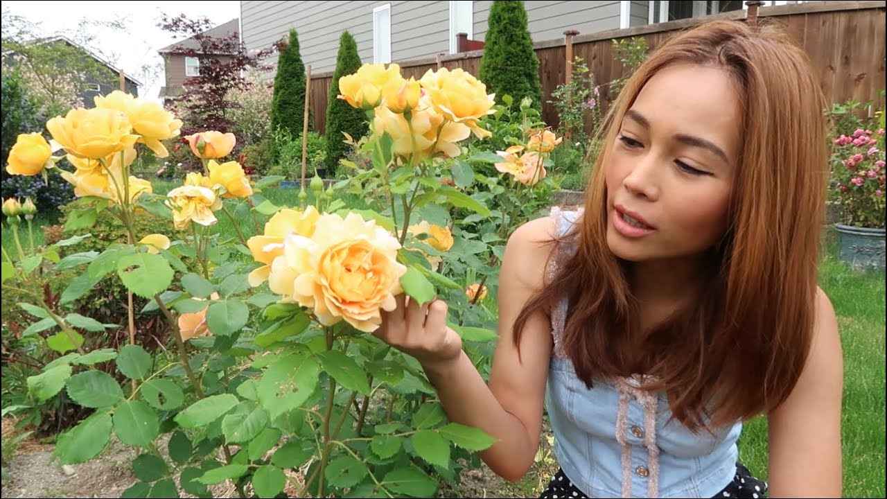 Yellow and Orange Shrub Roses for Vibrancy / Zone 8 (PNW) Garden Tour ...