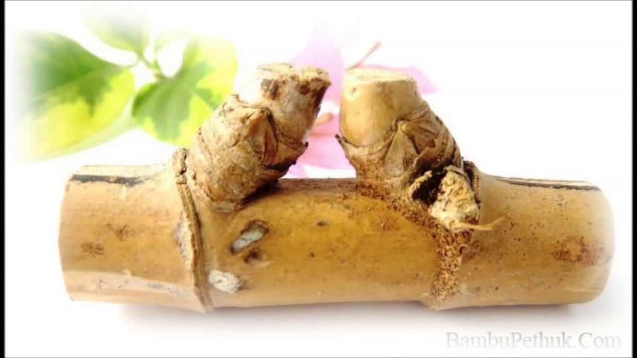Bambu Buta dan Bambu Petu Katanya - YouTube