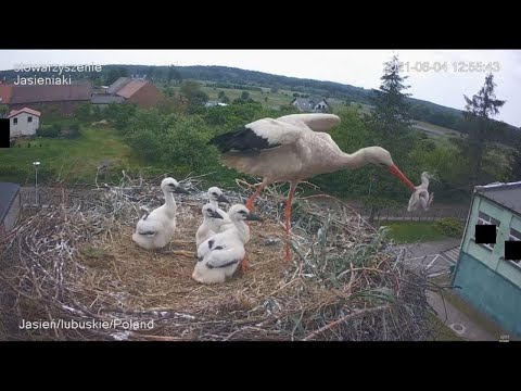 Stork kills chick - A kis fióka szelektálása - Jasienia /polish, lengyel/ - 2021.06.04 @TamasBirds