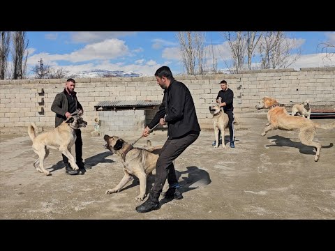 TÜRKİYE`YE NAM SALMIŞ KÖPEKLERİN SOYLARININ BESLENDİĞİ ÇİFTLİGE GİTTİK~VURGUN.GÜDÜK .SAMBACI SOYU 