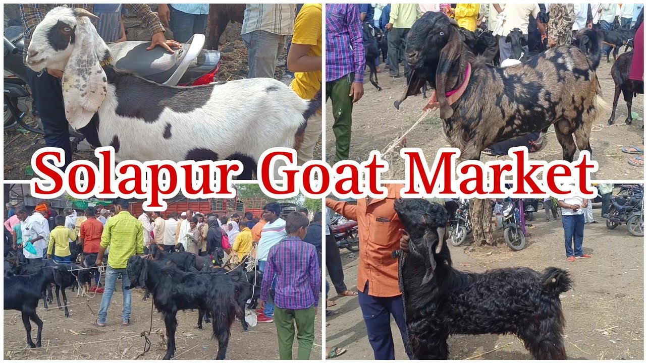 Biggest Goat Market In Solapur Maharashtra | Big Goat's With Price ...