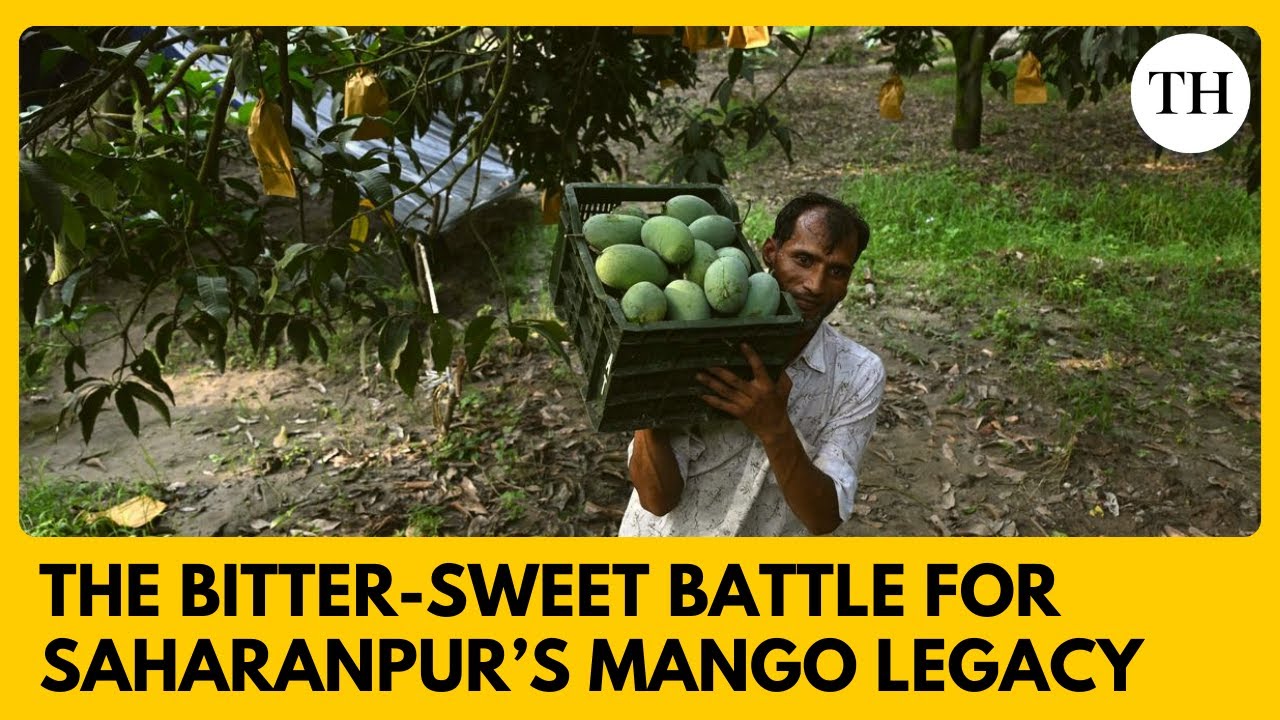 Why Saharanpur’s famous Chausa and Dasheri mangoes are losing flavour ...