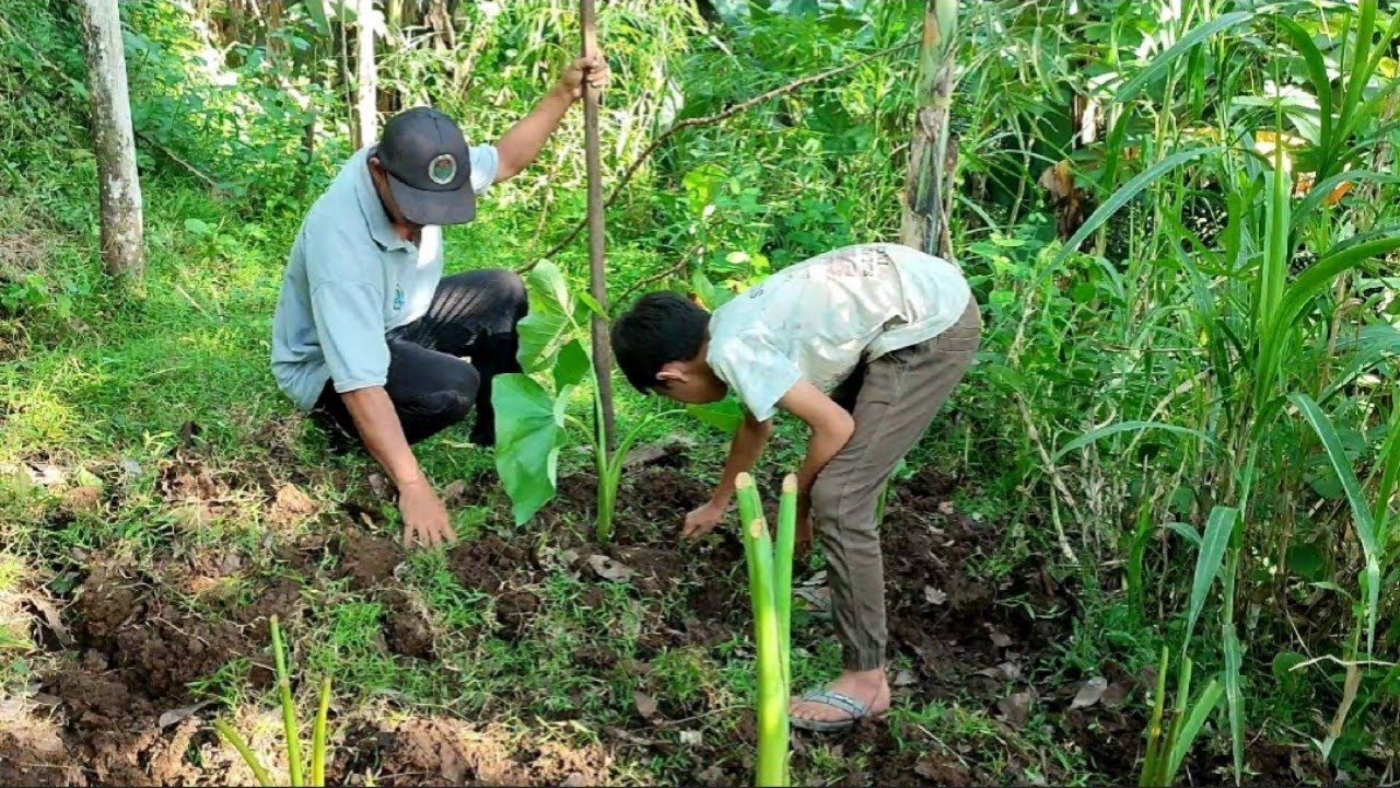 Growing Taro And Cleaning The Grass #agriculture #tarofarming ...