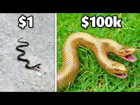 $1 vs. $100.000 Cobra!