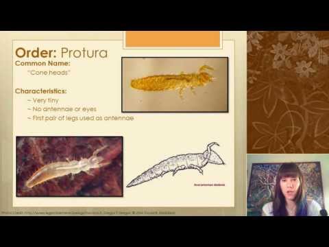 How Are Insects Classified Into Orders