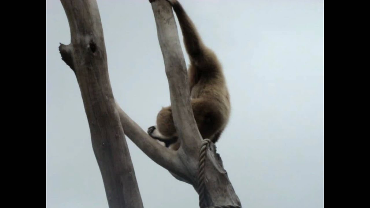 ambulance-monkey! - YouTube