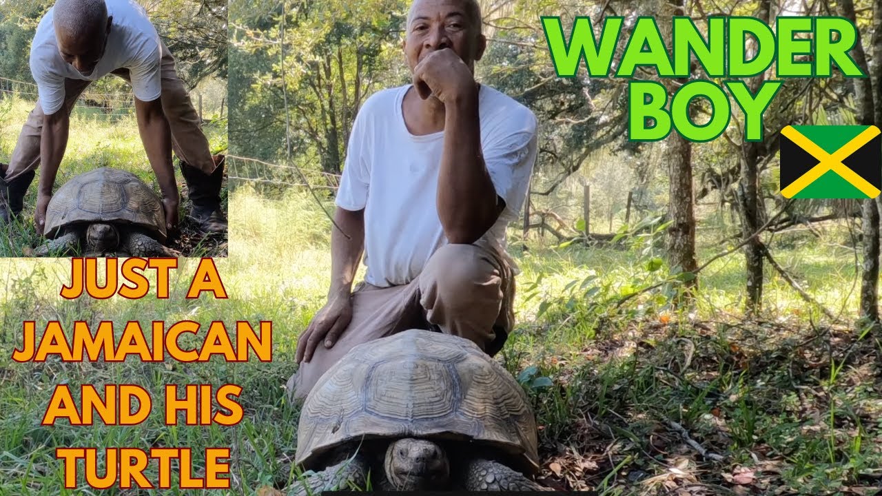 The Life Of A Farmer With 1000 Turtles - YouTube