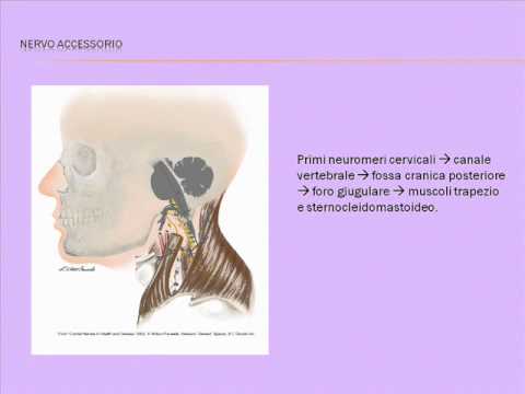 11° nervo cranico - Il nervo Accessorio - YouTube