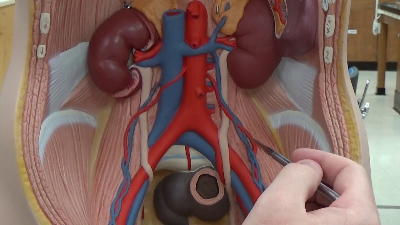 Vessels of the Abdomen - YouTube