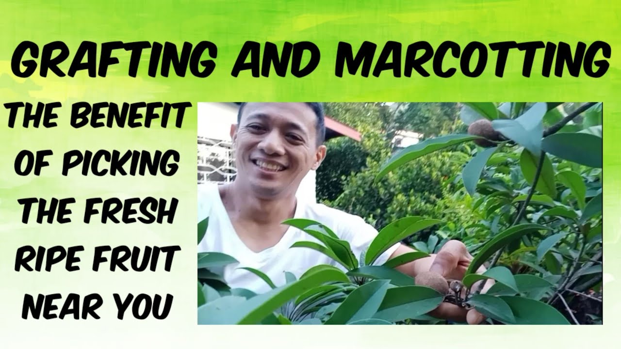 ADVANTAGE of Having a GRAFTED and MARCOTTED trees at your garden - YouTube