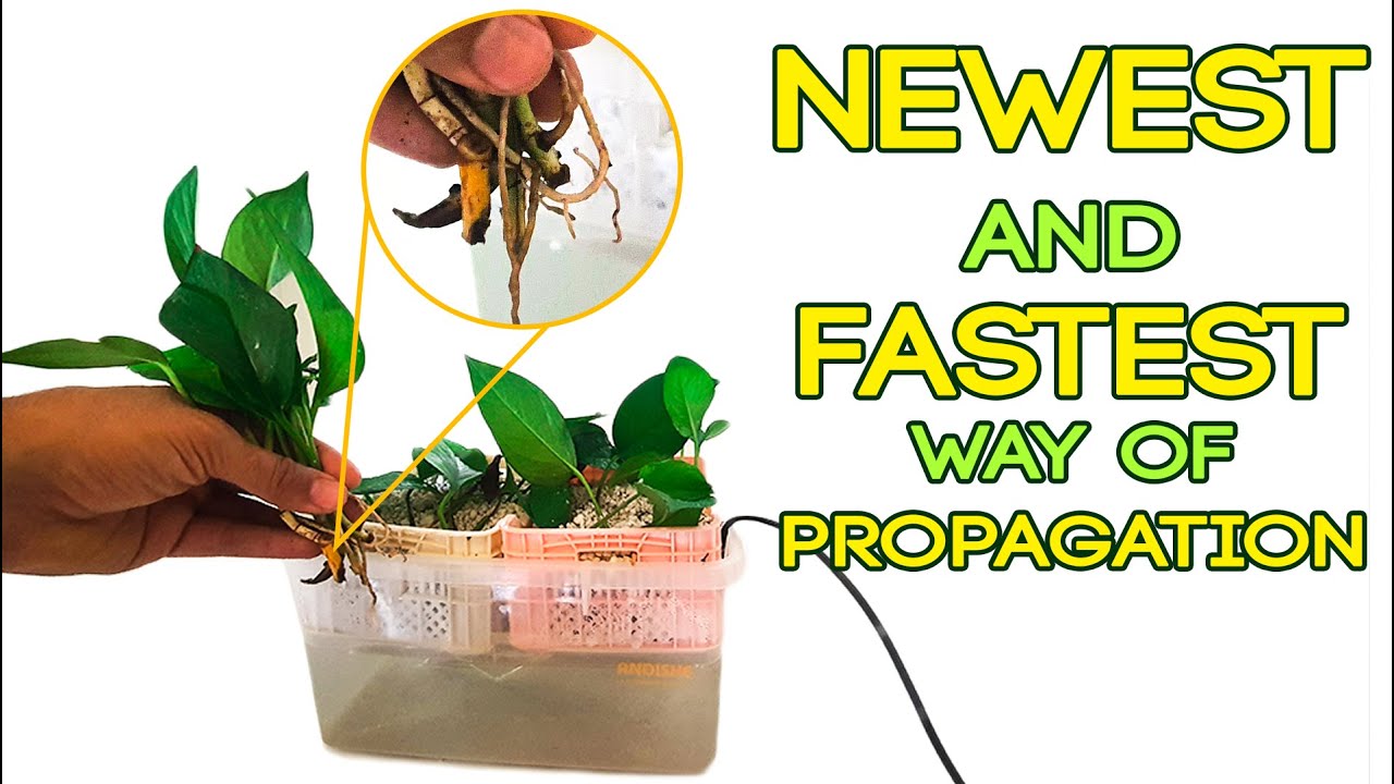 PROPAGATION MACHINE - YouTube