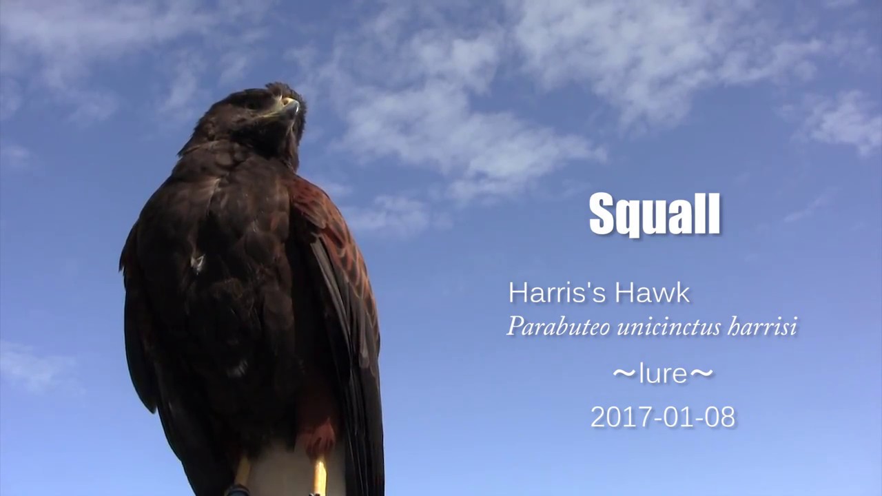 ハリスホークをルアーで降ろす Law the harris's hawk with a lure. Squall lure 2017 01 ...