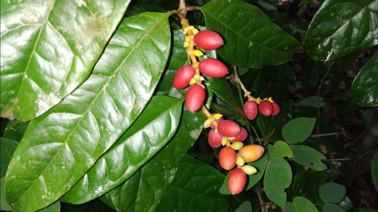 Gnetum gnemon (Melinjo) - two varieties or ripe vs unripe? - YouTube