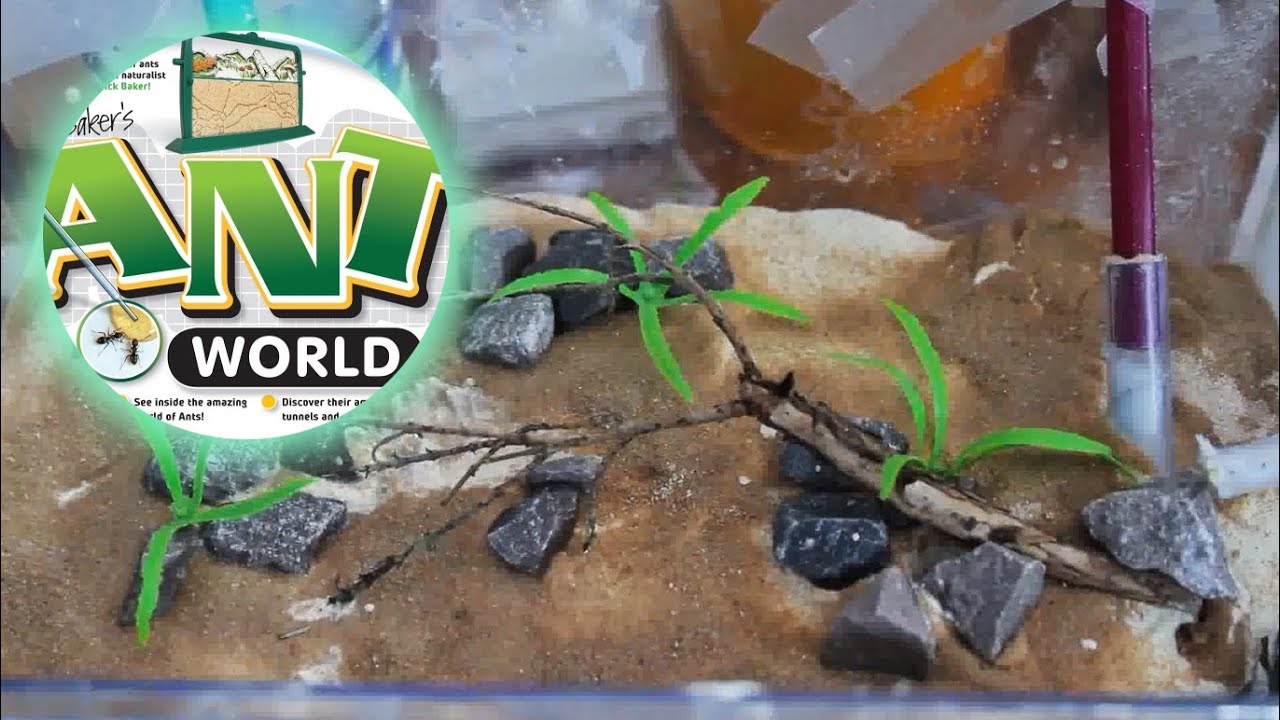 MAKING ANT FARM FORMICARIUM & OUT WORLD | Ant World Ep 13 - YouTube