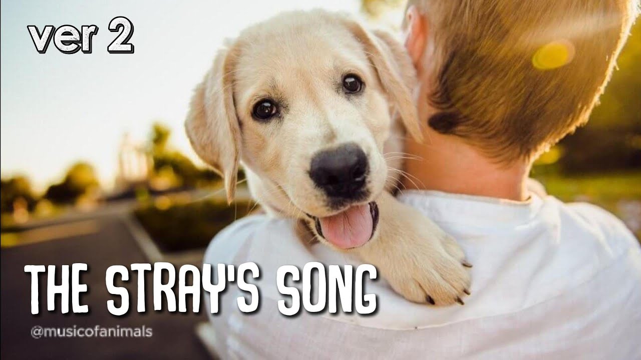 The Stray's Song Ver 2 - Music of Animals - YouTube
