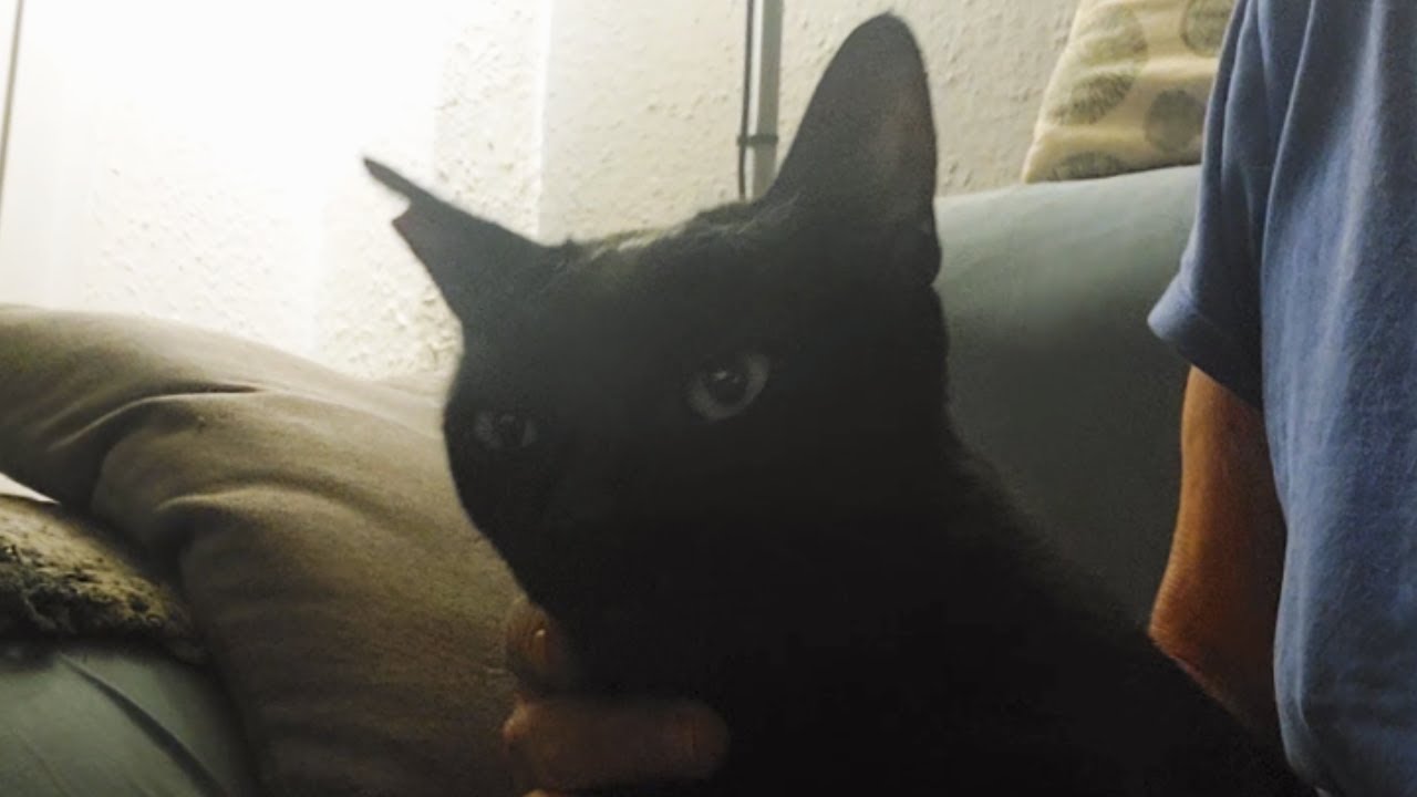 Happy Caturday With A Happy Cat. #Jules - YouTube