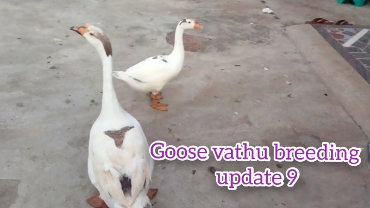 கூஸ் வாத்து breeding தகவல்கள்/goose vathu breeding information's #goose ...