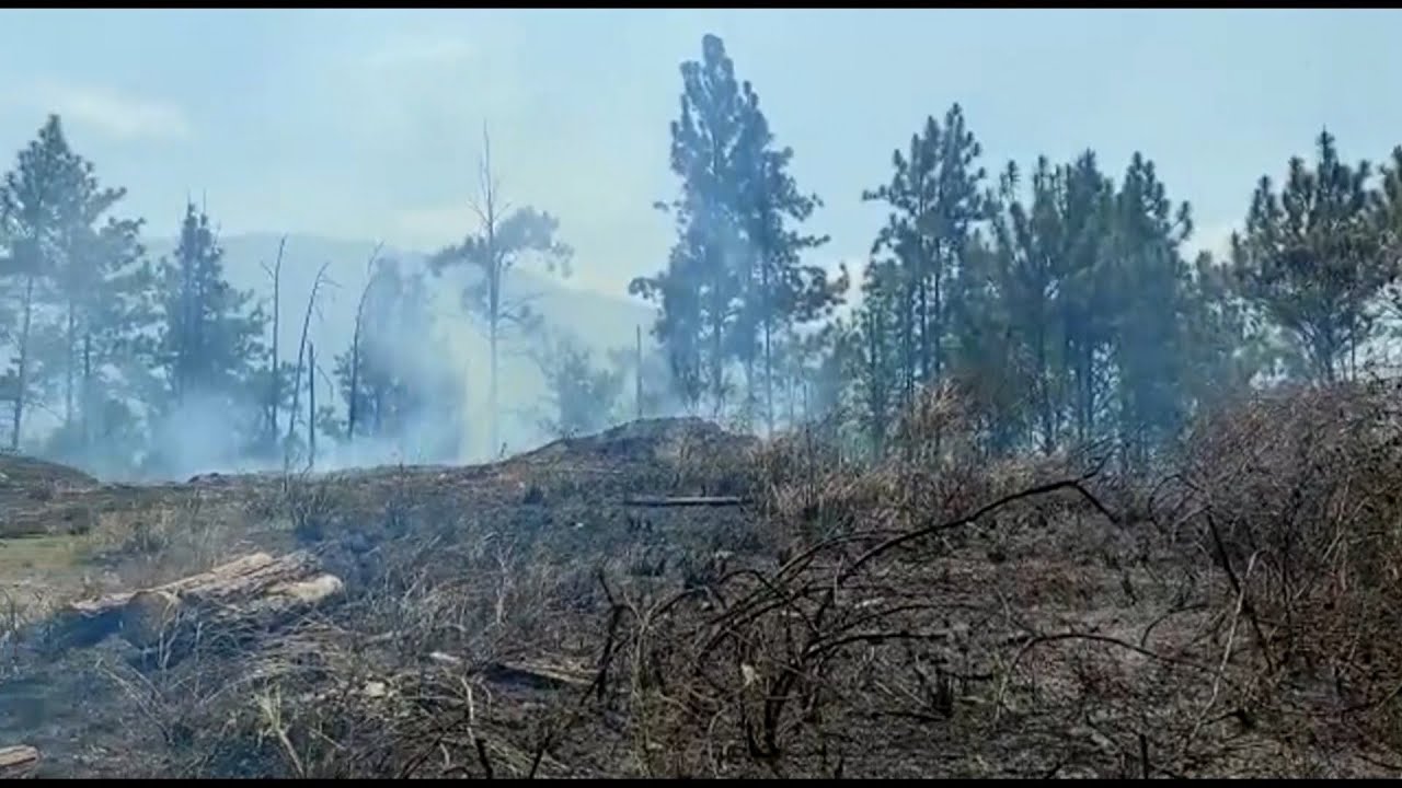 Brigadas y bomberos trabajan contra incendio en reserva forestal de ...
