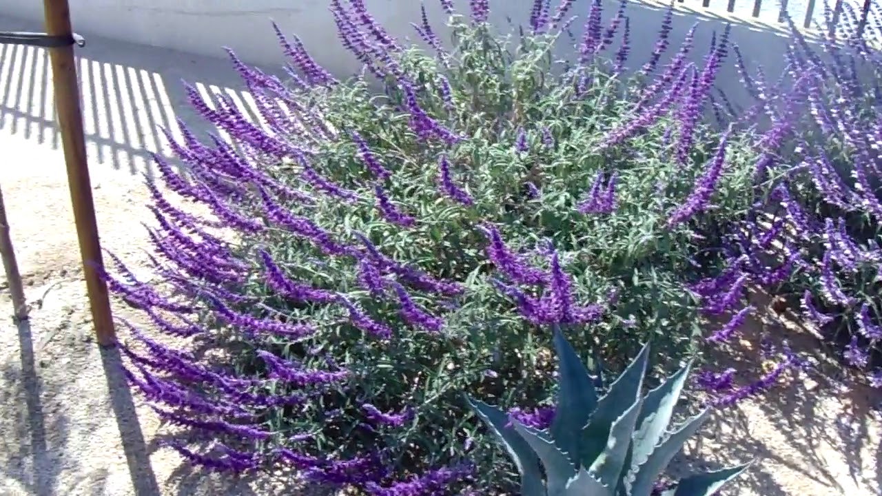 Apache Sunset D.G. and Apache Sunset Rock - YouTube