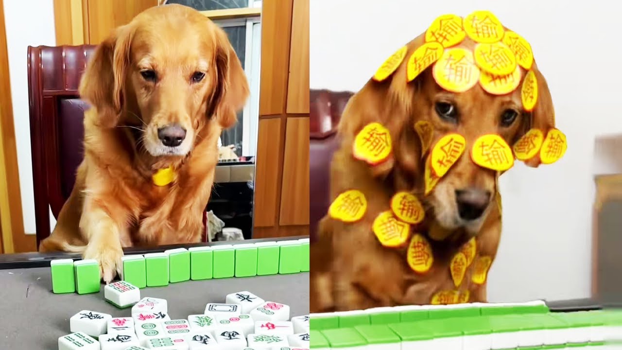 Funny Dog | It's unlucky for a dog to lose in mahjong.#cuihuastory # ...