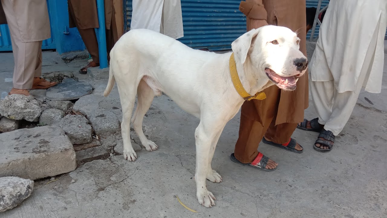 Dogs mandi of Peshawar l New Dogs l ayay ha /26-05-24 / 😱 - YouTube