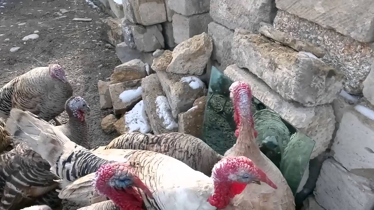 Guzgunen dalasan hind qusu - YouTube