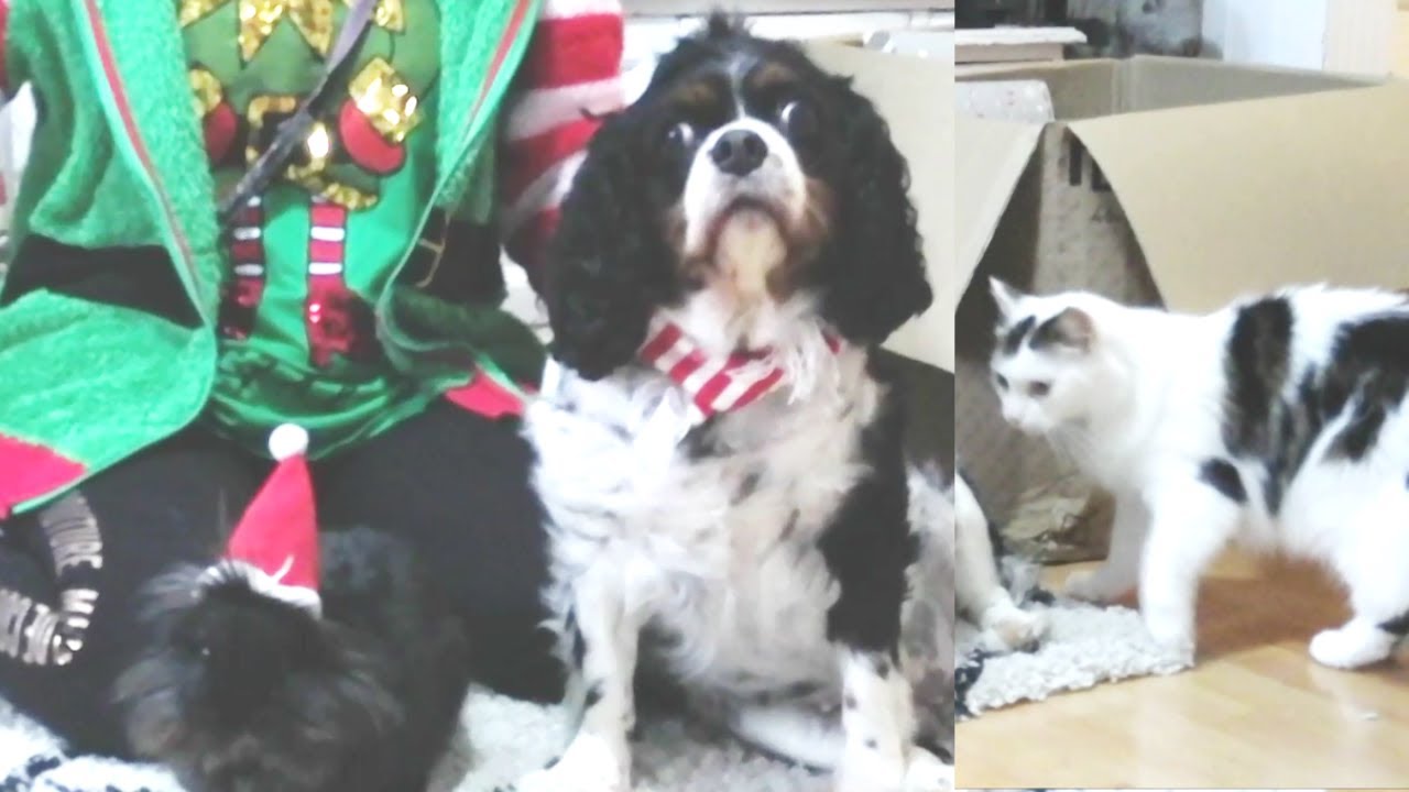 rabbit, cat and dog duo for Christmas preps - YouTube