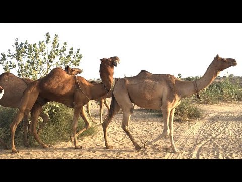A male camel is chasing the female with his amazing sound - YouTube