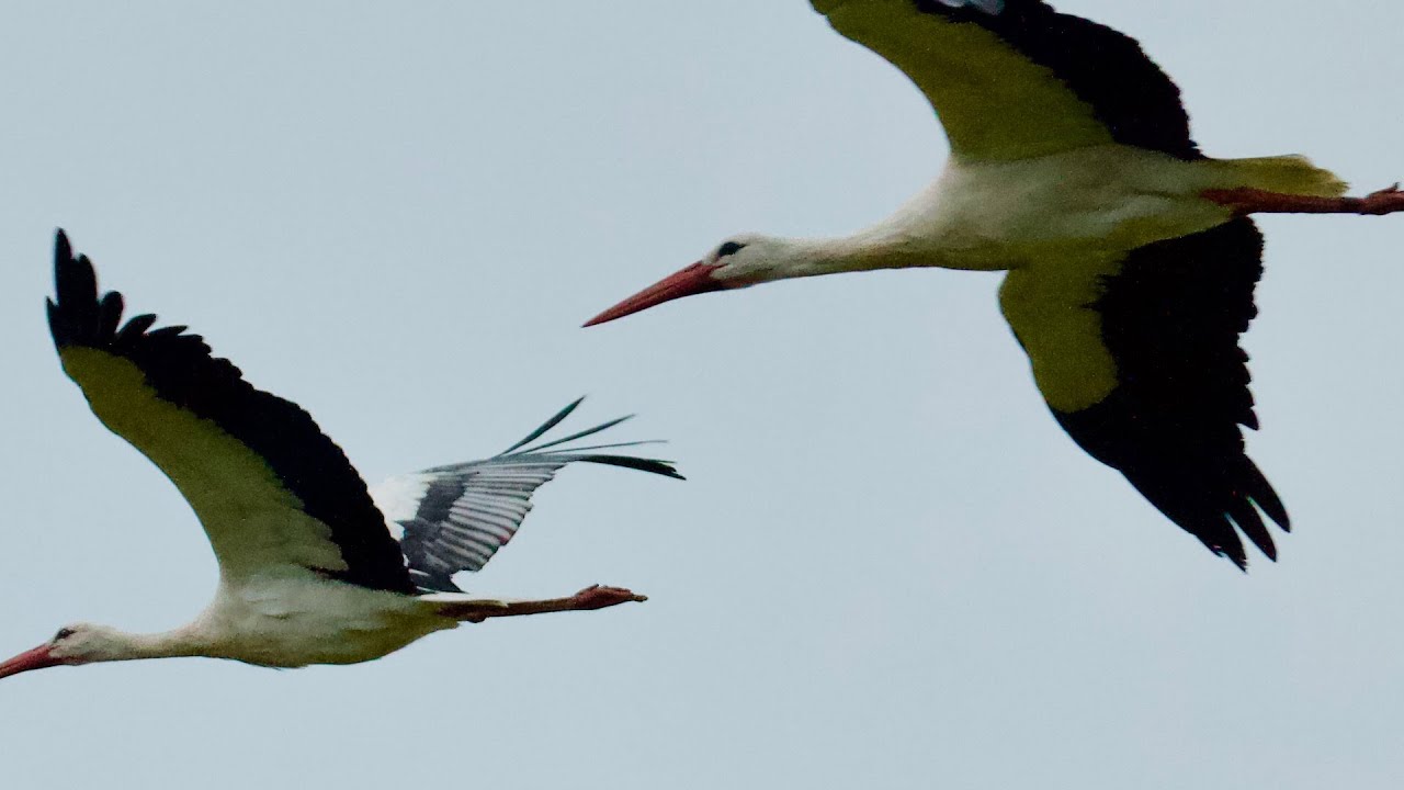White Storks: Introducing white storks back to the UK - YouTube
