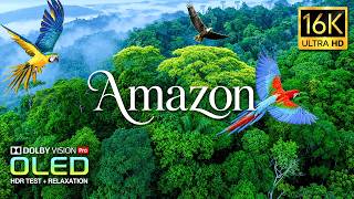 Amazon Rainforest 4K UHD | Wildlife, Rivers & Tropical Jungle Relaxation Film (4K • 8K Ultra HD TV)