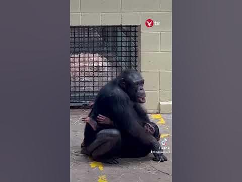 Baby chimp reunited with mother after being bitten by snake #shorts - YouTube